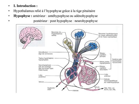 Exploration biochimique de laxe hypothalamo hypophysaire ppt télécharger
