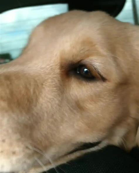 A Dora Aventureira Está Estranha Amanda The Adventurer A Dora Aventureira Está Estranha