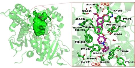 Ligand Binding Sites In Human Ache Crystal Structure In Complex With