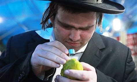 כך תבחרו לולב ואתרוג מהודרים