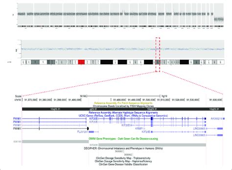 Copy Number Variation Cnv Analysis Was Perform On The Case A Download Scientific Diagram