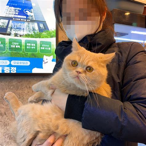 브리티시 오월이 고양이무료분양 포메라니안분양 이탈리안그레이하운드분양가 반려견 스코티시폴드분양 불독 부산강아지분양 폼피츠 빅토리아펫보호소 입양완료