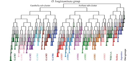 Dendrogram Based On Wards Minimum Variance For 430 Oryza Accessions