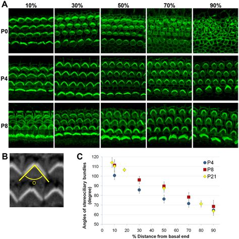 Maturation Of Hair Cells During Neonatal Cochlear Development A Download Scientific Diagram