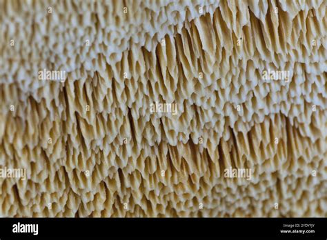 Detail Fungi Spore Sporangium Is A Structure In Which Spores Spores