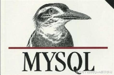 mysql 選擇數據庫 每日頭條