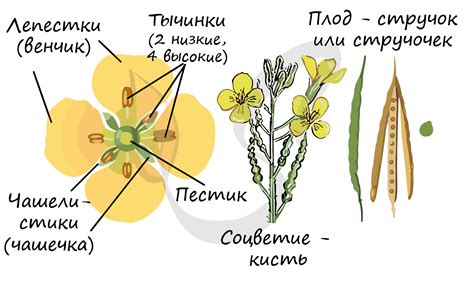 Крестоцветные, подготовка к ЕГЭ по биологии