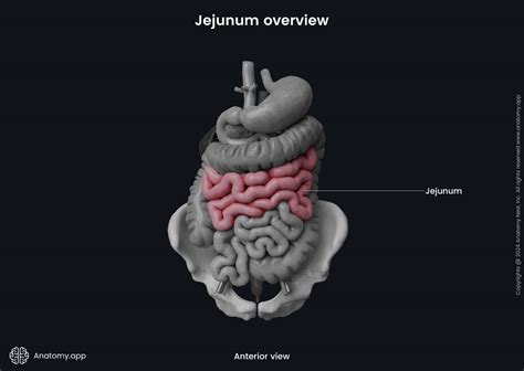 Jejunum Overview Anatomyapp