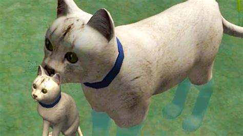 Симулятор КОТА и КОШКИ с багами 5 Котенок Бурмилла стал взрослым на Пурумчата Youtube