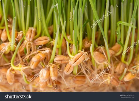 2 958 Imágenes De Germination Of Wheat Germ Imágenes Fotos Y