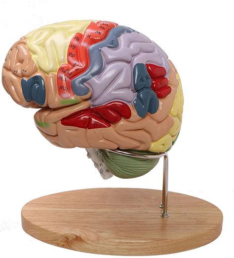 Buy Human Brain Human Brain Model Color Coded Cerebral Cortex Nerve Model For School Science