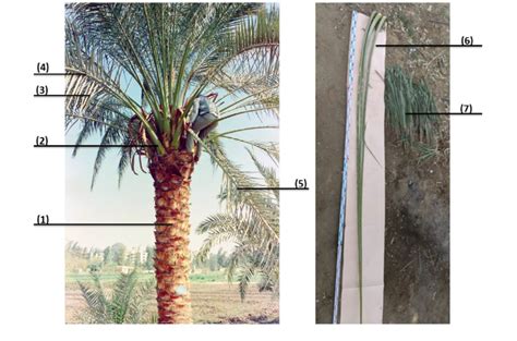Date Palm A Pruning Of A Date Palm B Components Of A Leaf 1 Download Scientific Diagram