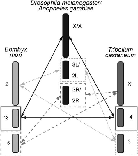 Most Likely Relationships Between Sex Chromosomes In Each Species The Download Scientific