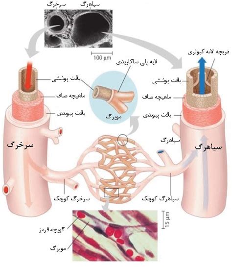 علوم هفتم فصل 14 دستگاه گردش مواد