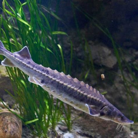Endemske Vrste Riba Aquatika Slatkovodni Akvarij Karlovac
