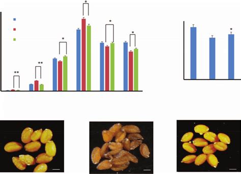 Illustration Of Genetic Complementation Of Arabidopsis Abi3 Mutant By Download Scientific