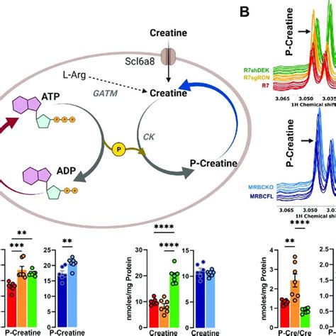Creatine Dynamics Modulation By The Ron Dek β Catenin Axis A