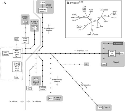 —phylogenetic Relationship Among Chromosome 1n Subtelomeric And