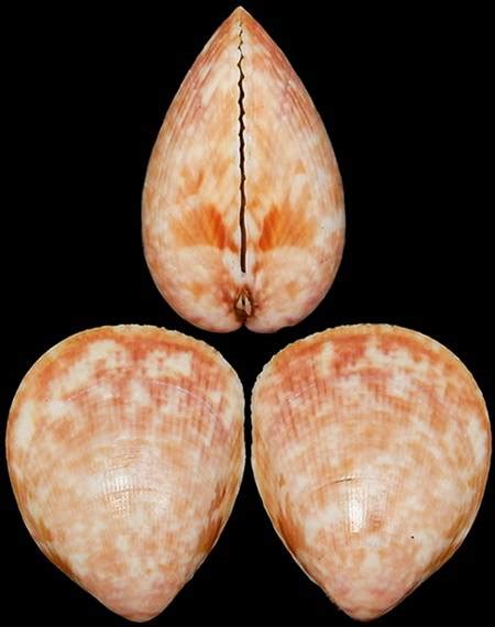 Acrosterigma Biradiatum 3988958