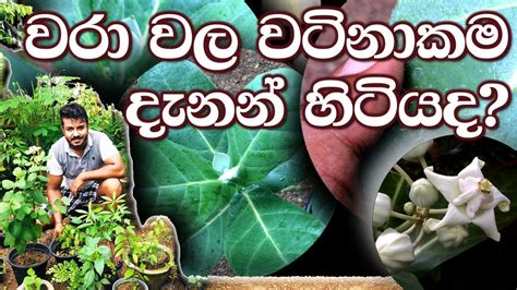 සර්ප විෂ සුදු කබර ඇතුළු රෝග රැසකට ගුණ දෙන වටිනා ශාකය වරා Wara වරා ගස වරා Youtube