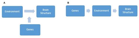 Diagrams Depicting Gene Environment Interaction A Whereby Genes Download Scientific Diagram