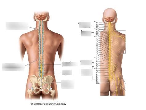 Prelab 6 Part 5 Diagram Quizlet