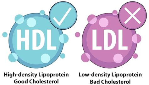 Verstehen Von Hdl Und Ldl Cholesterin Kostenlose Vektor Verstehen Von Hdl Und Ldl Cholesterin Kostenlose Vektor