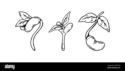 Set Of Hand Drawn Bean Sprouts Vector Illustration In Sketch Style