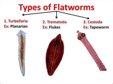 Platyhelminthes
