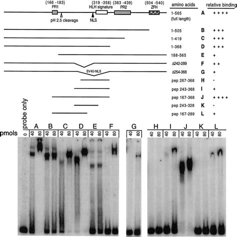 Deletion Analysis To Identify The Nudr Dna Binding Domain At The Top