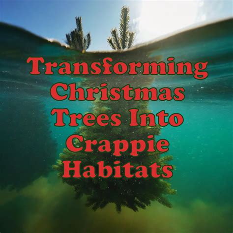 Transforming Christmas Trees Into Underwater Crappie Habitats Crappie Co