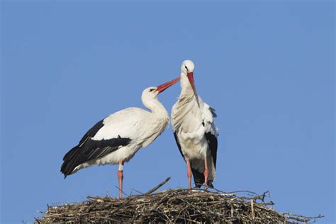 Same Sex Stork Couple Filmed Caring For Each Other S Eggs After Mating