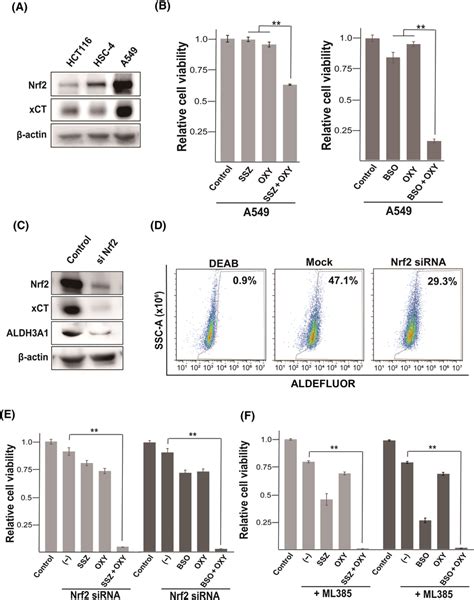 Nuclear Factor Erythroid 2 Nf‐e2 ‐related Factor 2 Nrf2 Signaling Download Scientific