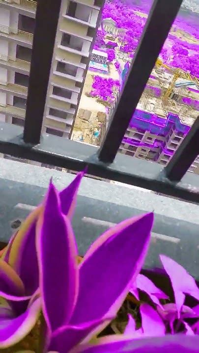 Pyrple Land Shorts Youtube