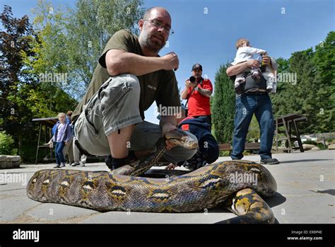Python family Banque de photographies et dimages à haute résolution Alamy