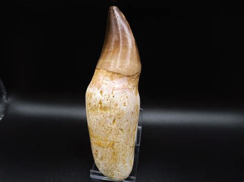 Rooted Prognathodon Mosasaurus Reptile Tooth 1 Fossils For Sale