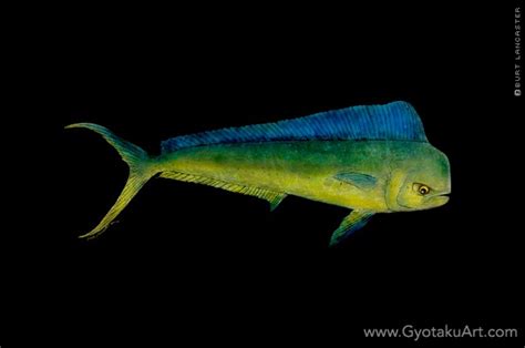Mahi Mahi Single Gyotaku Art By Burt Lancaster