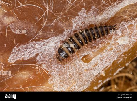 Larder Beetles Larvae At Kendra Mayes Blog