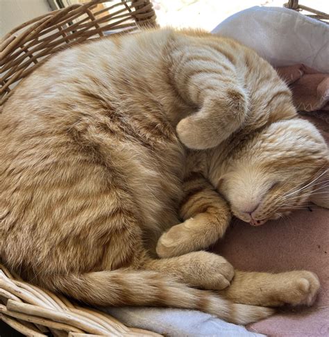 People Quite Liked The Last Photo Of My Ginger Girlie So Here Is Another In Another One Of Her