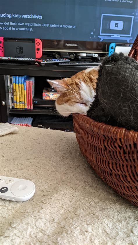 My Cat Bartleby Sitting On The Be R Cats