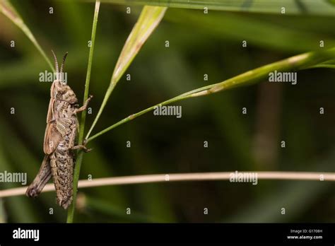 Grasshopper Pose In Nature Stock Photo Alamy