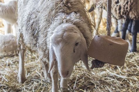 양 농장 양고기 Pixabay의 무료 사진