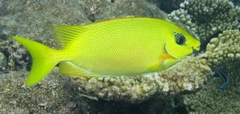 Blue Spotted Spinefoot Stock Image Image Of Dive Tropical 19806345