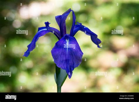 Iris subg limniris Fotos und Bildmaterial in hoher Auflösung Alamy