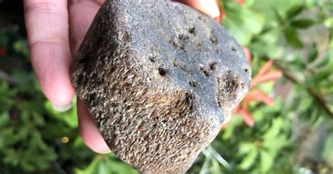Fossil Huntress Identifying Fossil Bone
