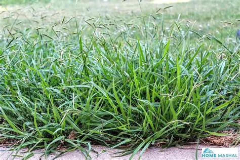 Does Crabgrass Die In Winter