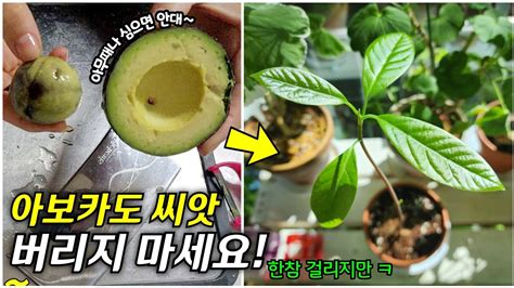 아보카도 씨앗 버리지 마세요 아보카도 씨앗 심기 물꽂이 수경재배 후 삽목 하는 날 분갈이 할 때 물주는 방법 아무때나 심으면 안되요 죽지 않는 물꽂이 물갈이 방법