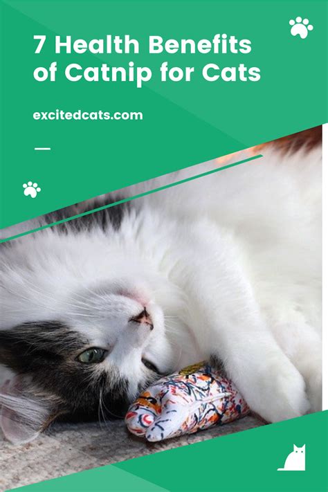 7 Health Benefits Of Catnip For Cats Based On Science Artofit