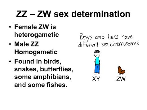 Sex Determination And Sex Linked Traits How