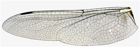 Dragonfly Wings Png